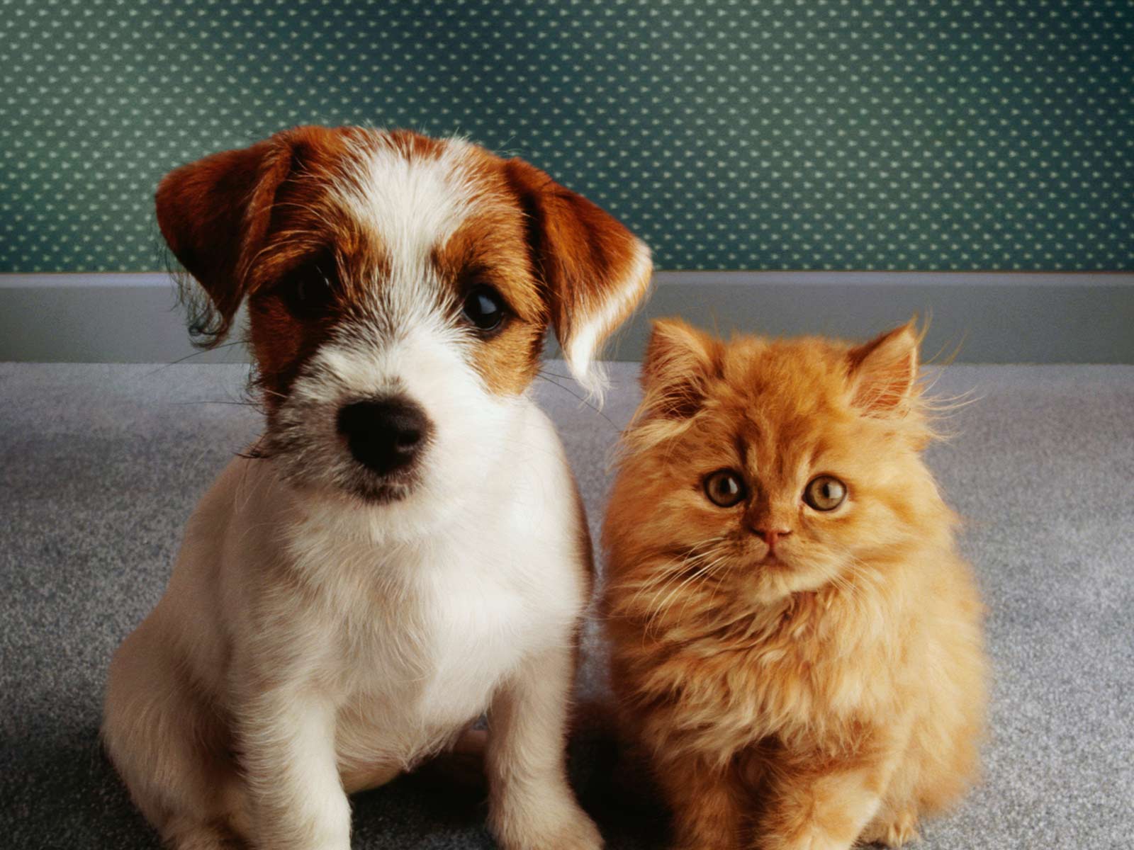 Animais | Continente